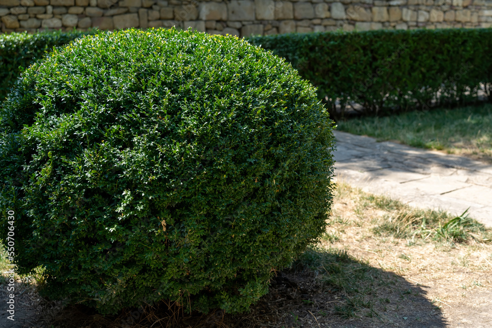 Poster Deciduous bush of privet trimmed in shape of sphere Privet hedge ...