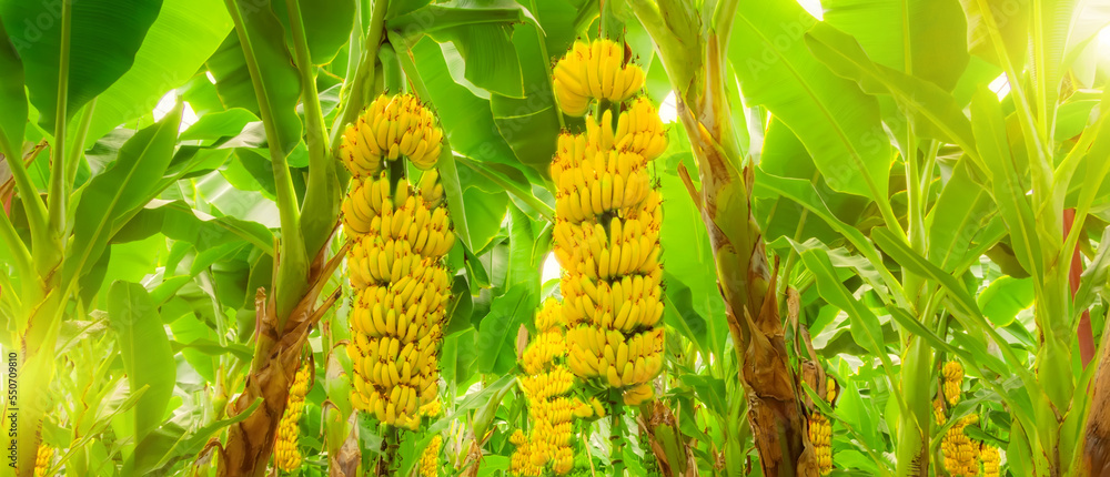 Ripe yellowing bananas hang in clusters on banana plantations ...