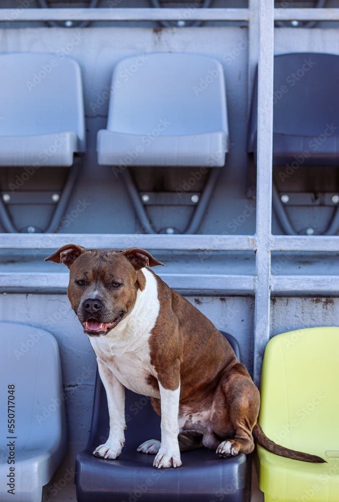 American Staffordshire Terrier of brindle color with white spots sits ...