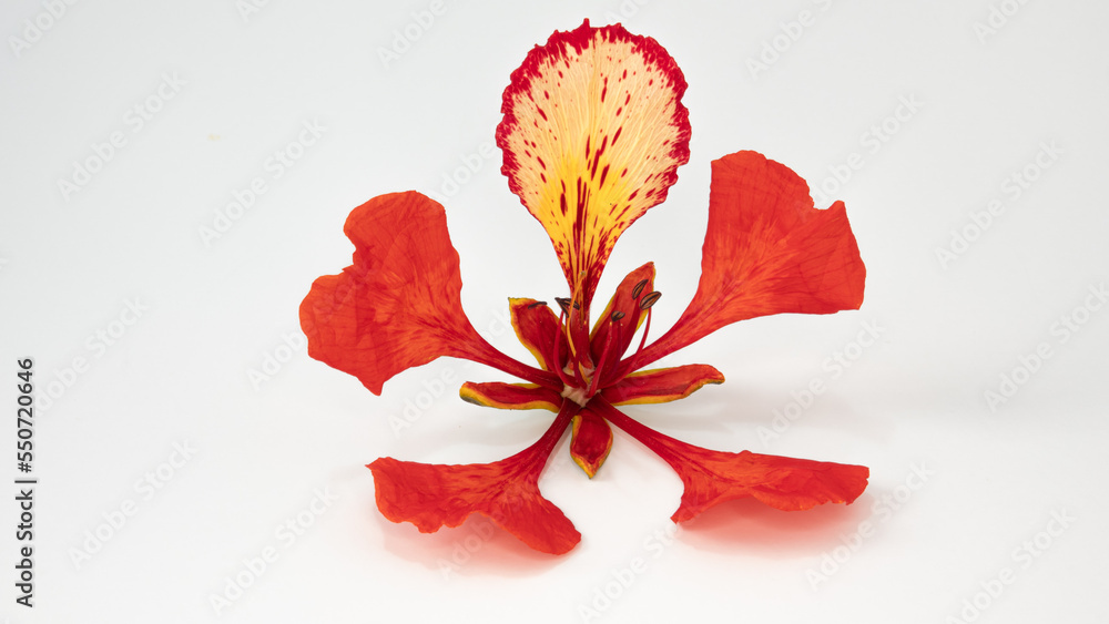Poinciana regia or Delonix regia flowers isolated on white background ...