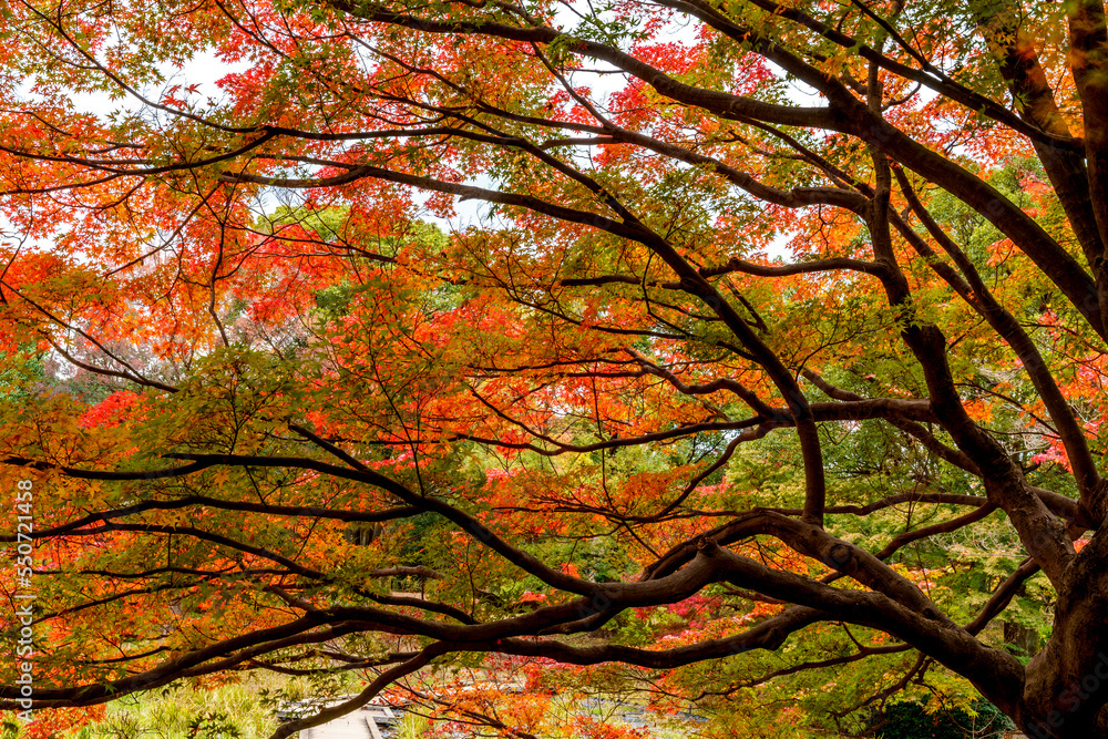 Amazing golden maples with red leaves. Japanese Maple Tree in Autumn ...