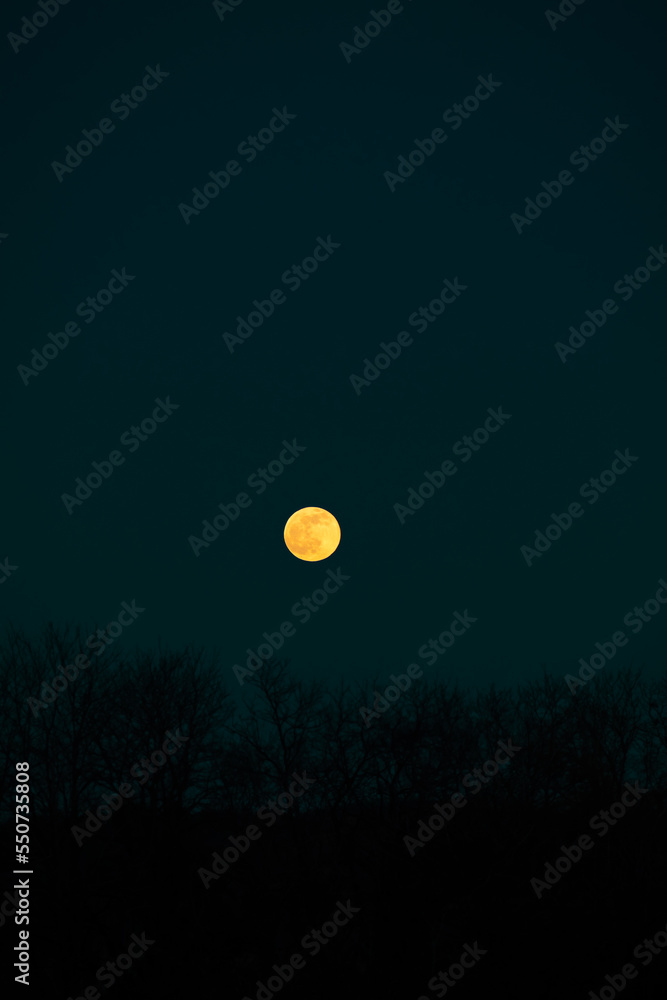 Beautiful Moon background. Moon and black silhouettes of trees on a ...