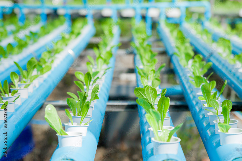 Hydroponics method of growing plants using mineral nutrient solutions ...