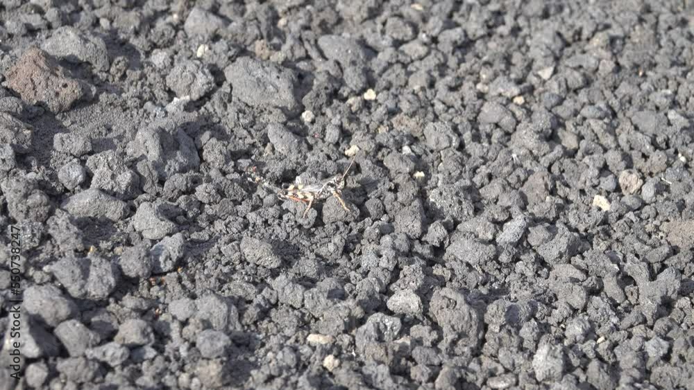 Acridoid grasshoppers (Acridoidea) as pioneer insects on volcanic slag ...