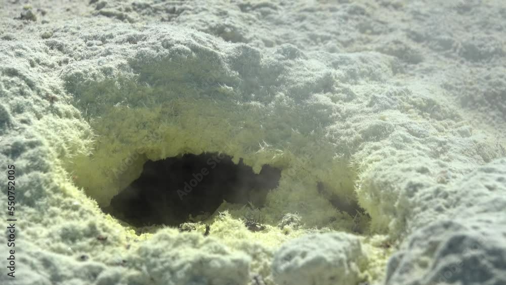 Mystery of nature. Microscopic valley, cave of death. Corpses of flies ...