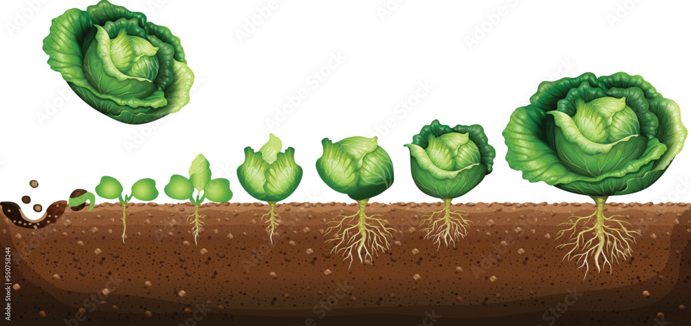 A cycle of growth of a cabbage plant. Crop stages of headed cabbage ...