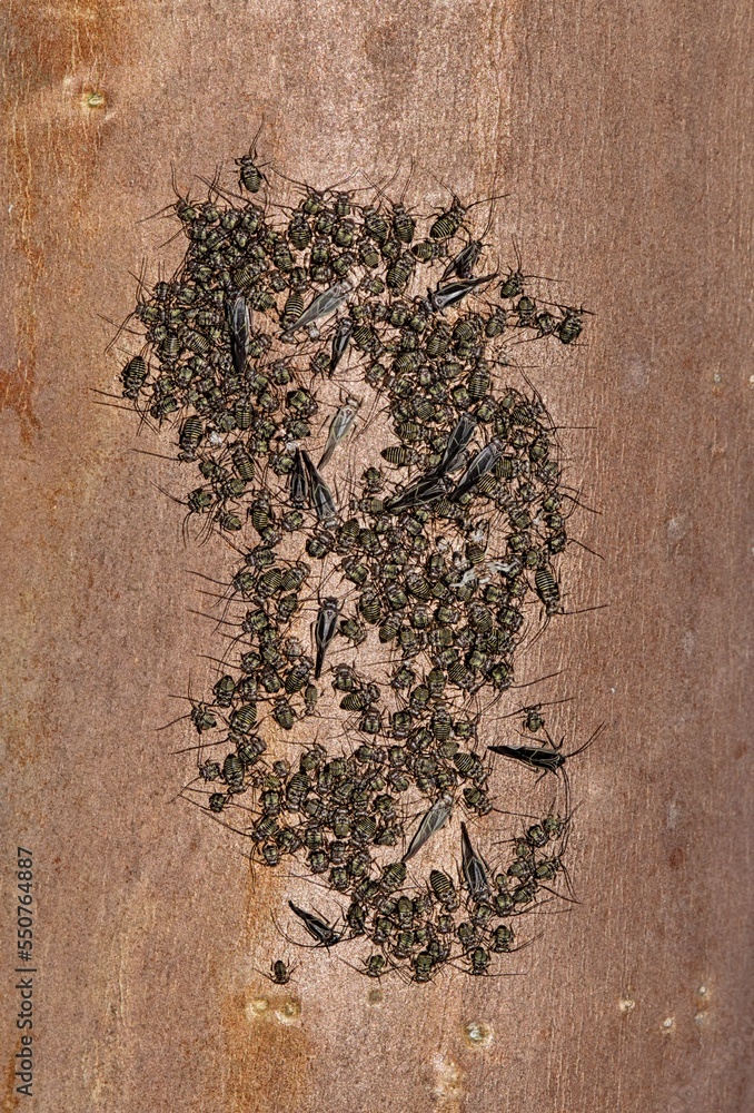 Common Barklouse colony (Cerastipsocus venosus) gathered on a Crepe ...