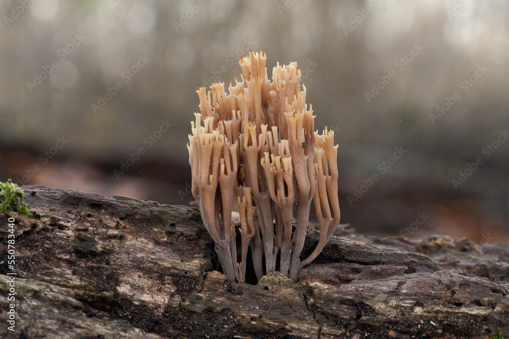 Inedible mushroom Artomyces pyxidatus in floodplain forest. Known as ...