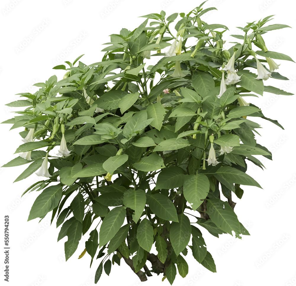 Isolated PNG cutout of an angel's tears plant on a transparent ...