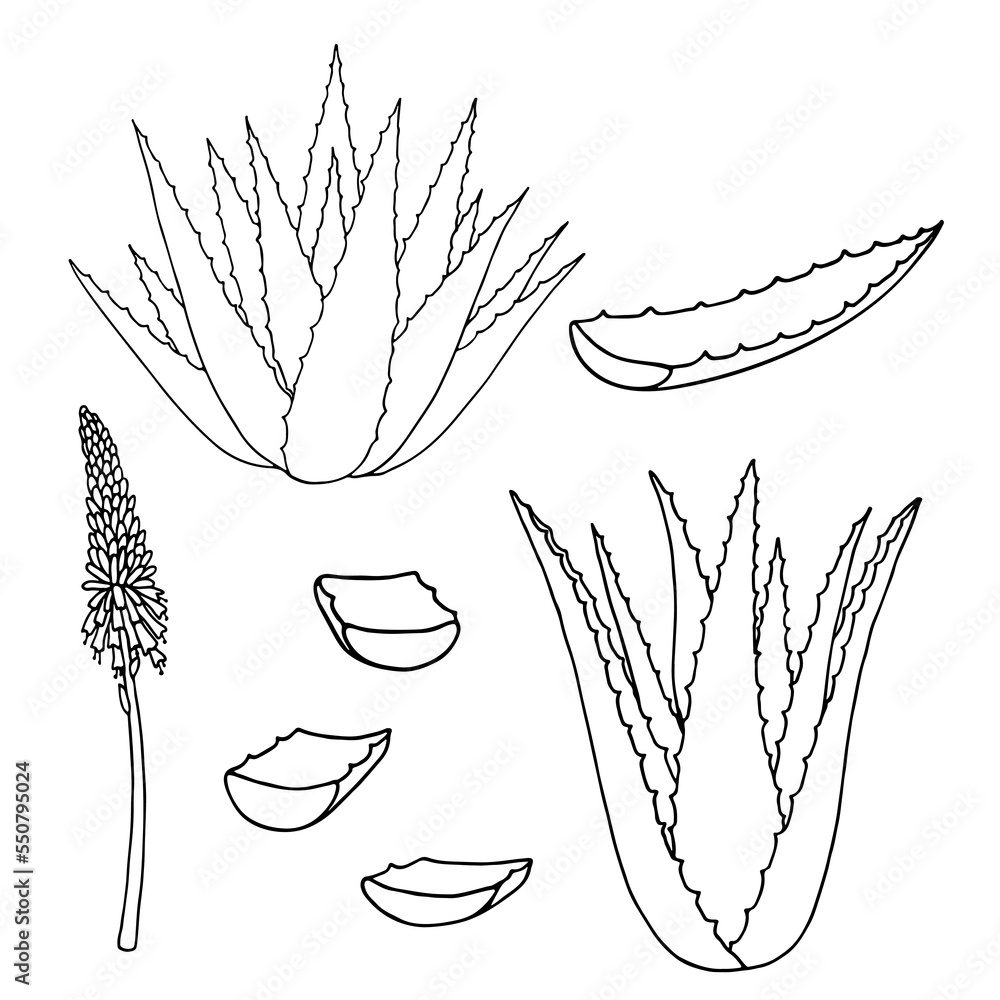 Aloe Vera plant. Hand drawn vector outline illustration. Stock Vector ...