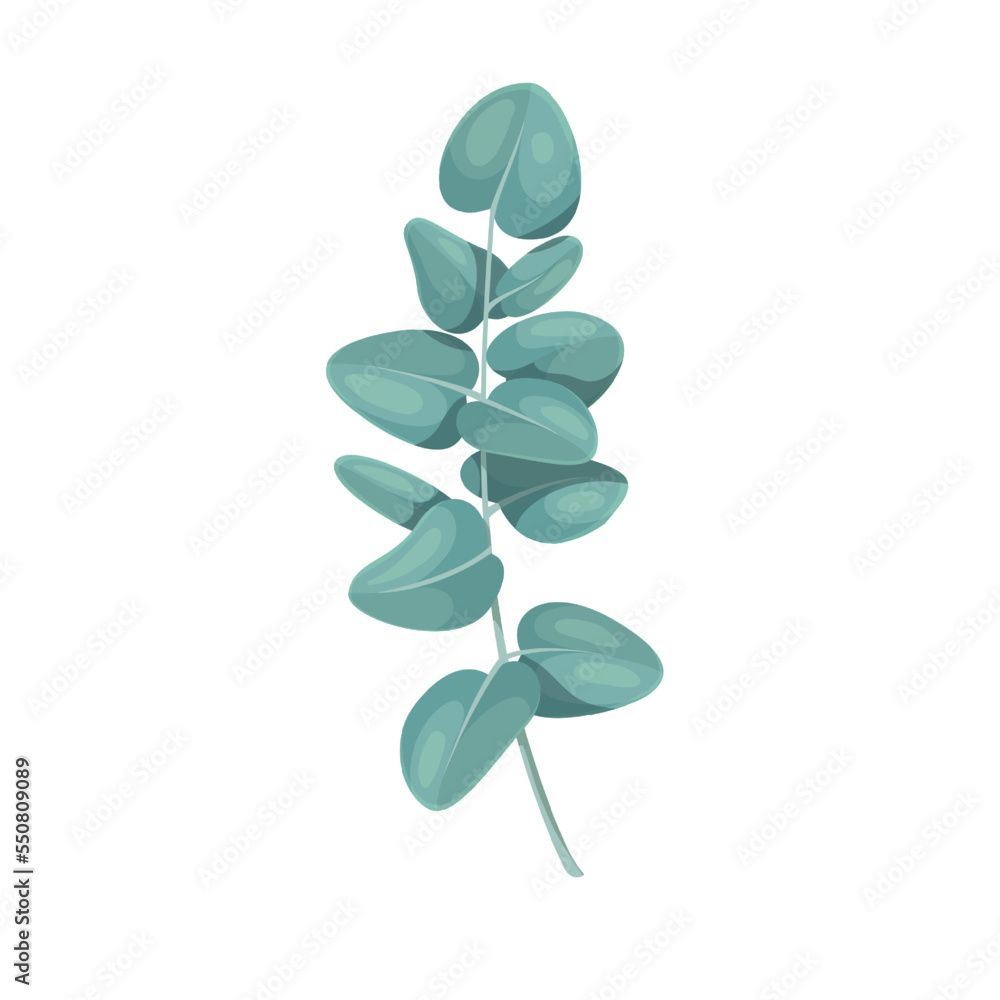 Eucalyptus vector illustration. Cartoon isolated wild plant with green ...