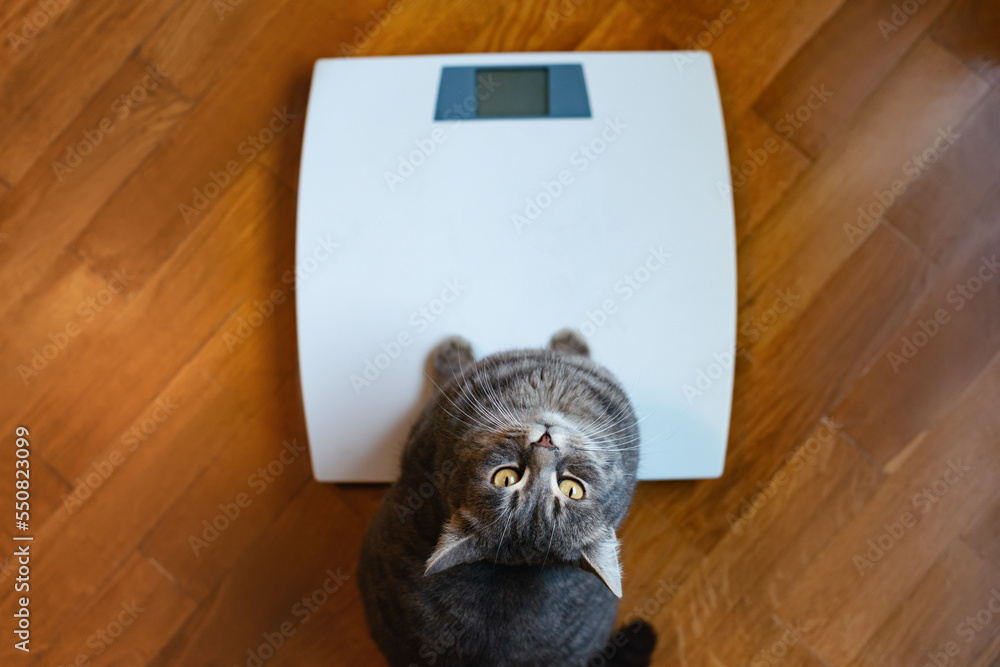 Funny cat standing on the scale. Photo of a cat's paws standing on a ...