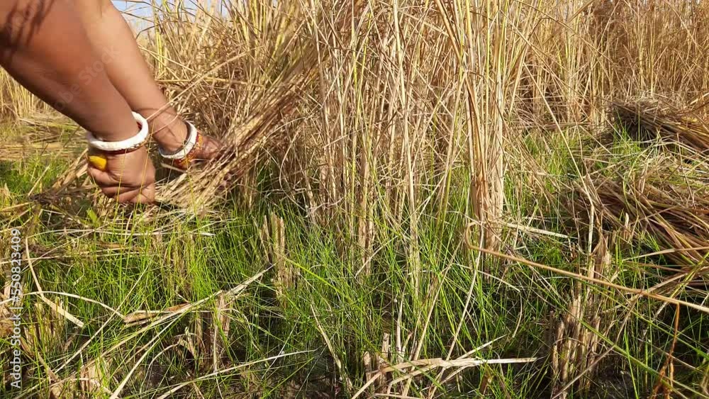 Wideo Stock: Indian women cutting rice plants with a sickle at harvest ...