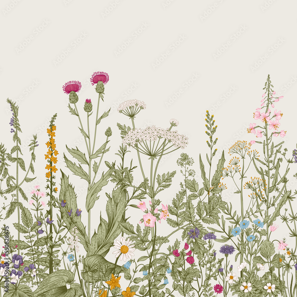 Vector seamless floral border. Herbs and wild flowers. Botanical ...
