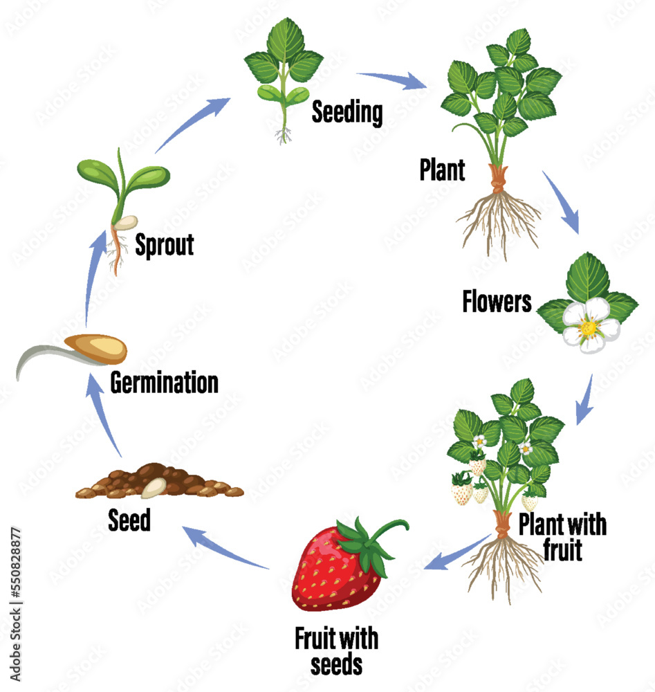 Life cycle of strawberry diagram Stock Vector | Adobe Stock