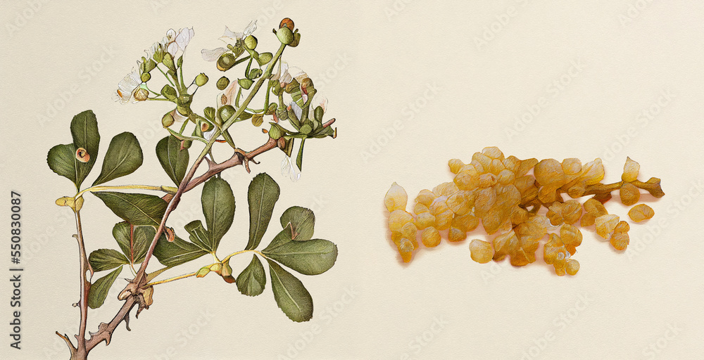 Guggul (Commiphora Wightii). Botanical illustration on white paper. The ...