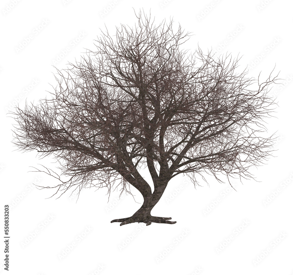3d render : Tree trunk without leaves, PNG transparent for graphic ...