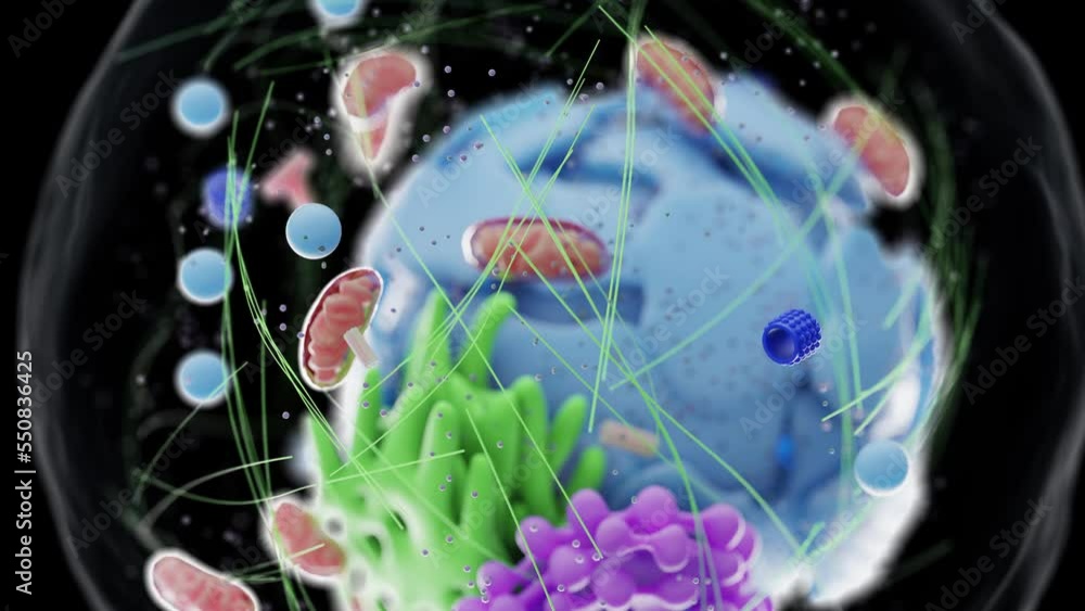 3d rendered medical animation of a human cell and its various ...