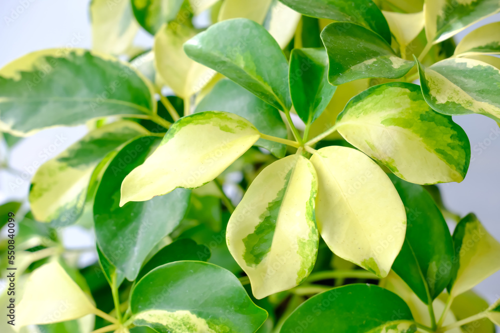 Variegated leaf of Octopus Tree or Umbrella Tree (Schefflera ...
