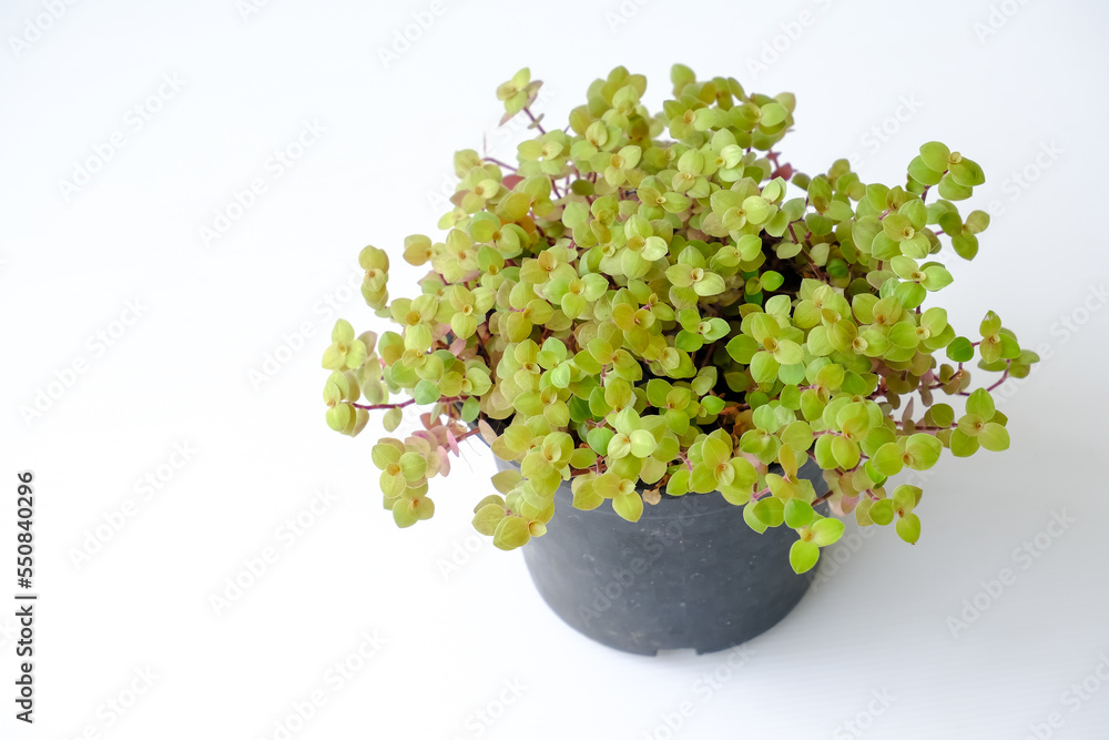 Turtle Vine (Inch Plant, Creeping Inch Plant, Creeping Basket Plant ...