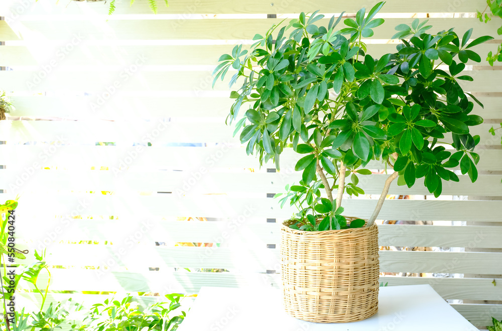 Octopus Tree or Umbrella Tree (Schefflera Actinophylla) on table. Green ...