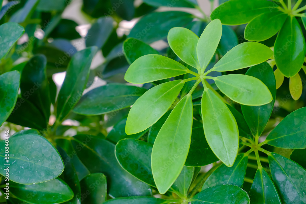 Octopus Tree or Umbrella Tree (Schefflera Actinophylla). Close up green ...
