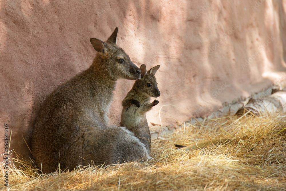 Kangaroo mother and baby kangaroo are sitting near the stone wall on ...