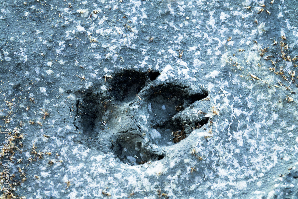 Printed footprint of red fox in wet mud of salt marsh, foiling. The ...