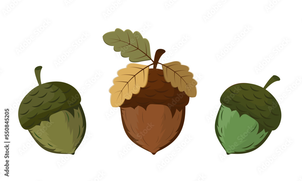 Vector set of acrons on white background.Acron icons Stock Vector ...