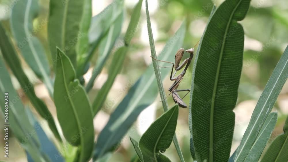 Brown praying Mantis profile hanging on branch around elongated leaves ...