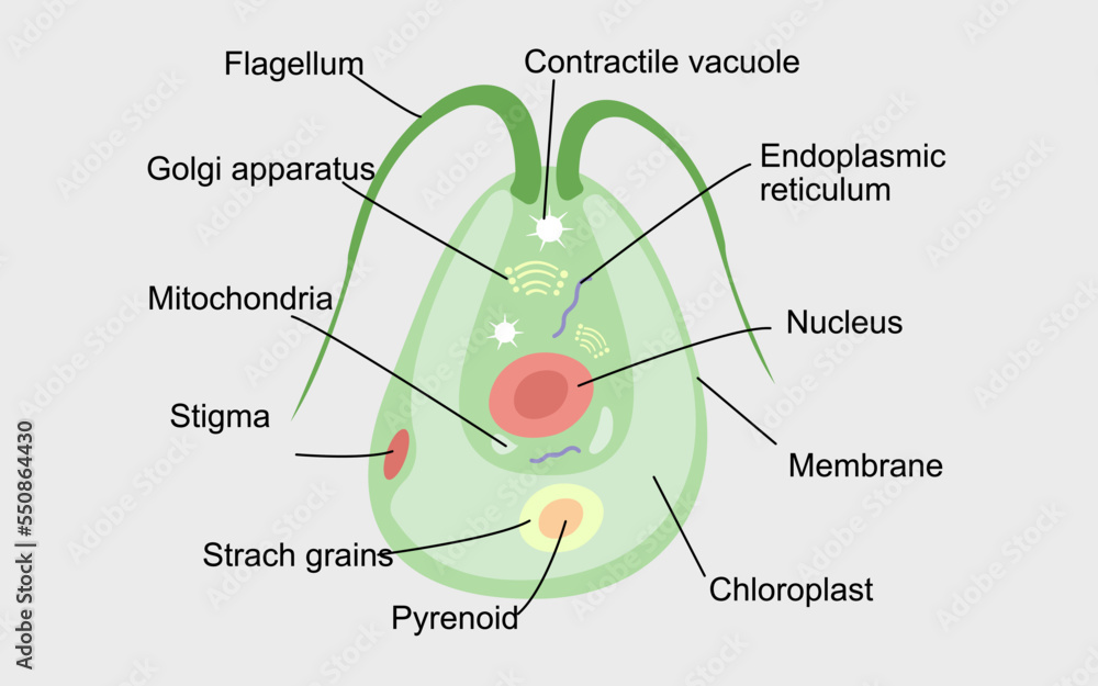 Vector Illustration of a Chlamydomonas. Biological Anatomy of ...