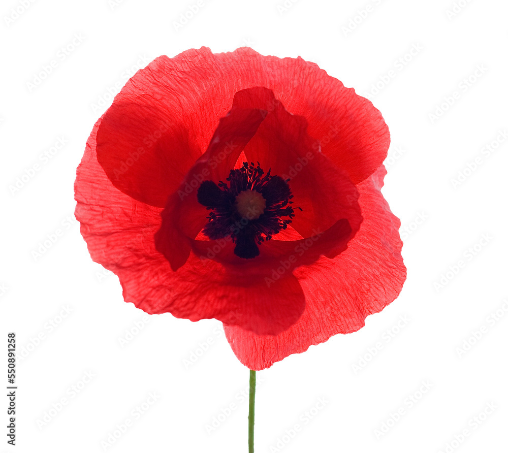 Single poppy with transparent background (png image) Stock Photo ...