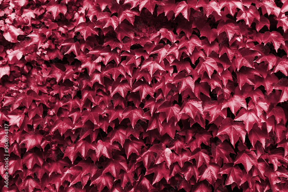 climbing plant with red leaves in autumn on the old stone wall. New ...