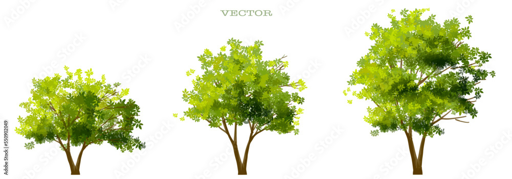 Vector watercolor of tree side view isolated on white background for ...