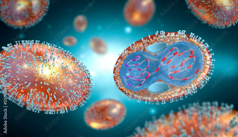 Cross section of a smallpox pathogen with cell membrane, nucleocapsid ...
