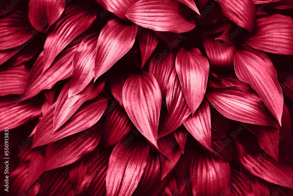 Red background made of fresh red leaves. Natural backdrop for your ...
