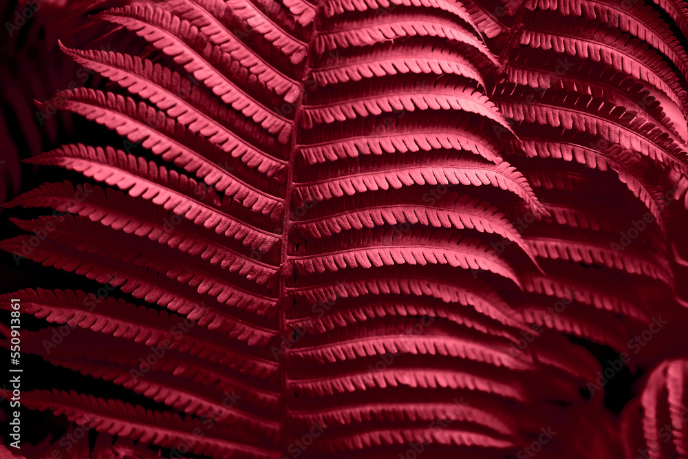 Beautiful fern leaves red foliage natural floral fern background. red ...