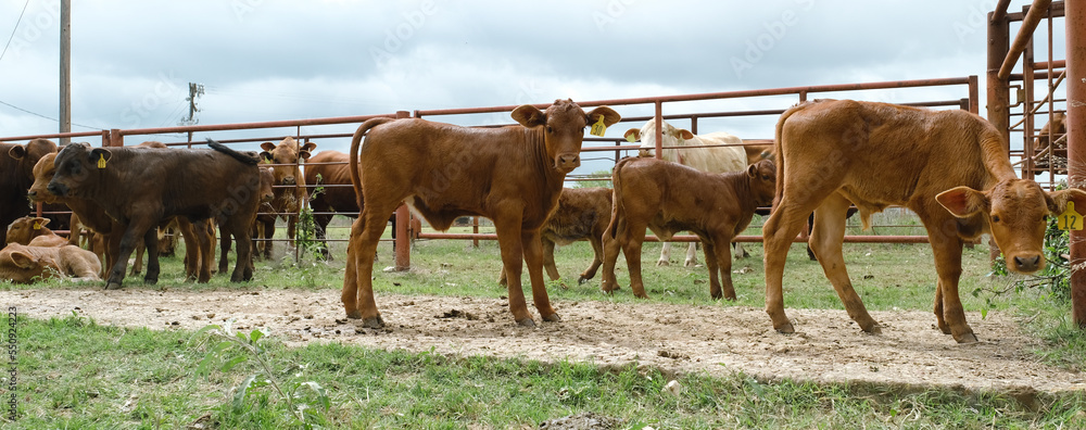 Beefmaster calves on Texas ranch for beef breed of cattle in ...