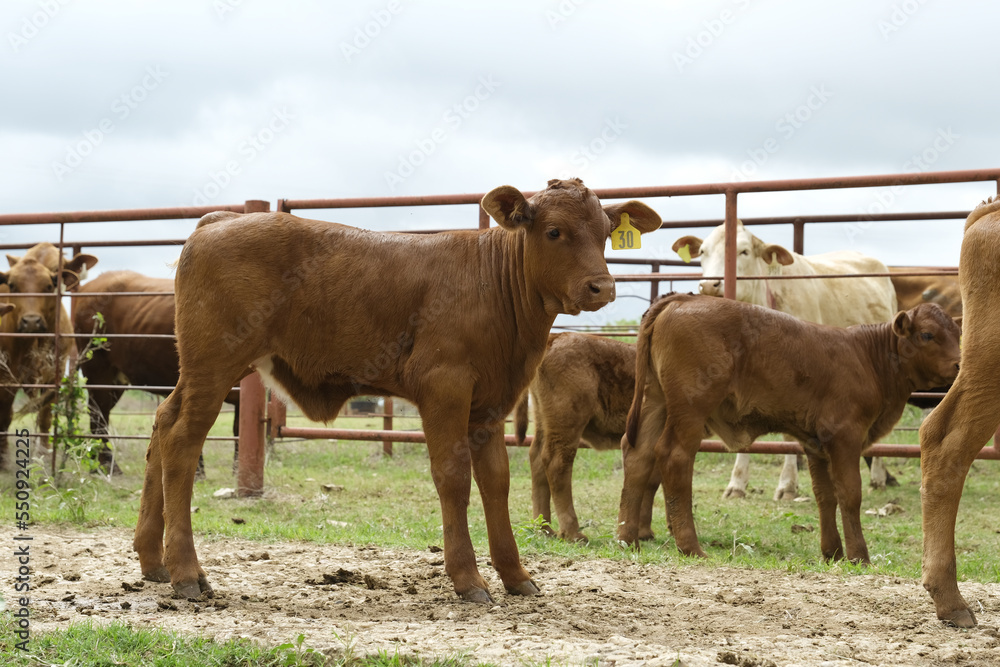 Beefmaster calves on Texas ranch for beef in agriculture. Stock Photo ...