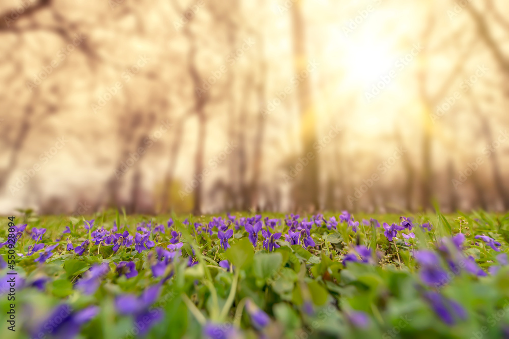 Nature spring background with Viola odorata blooming (Sweet Violet ...
