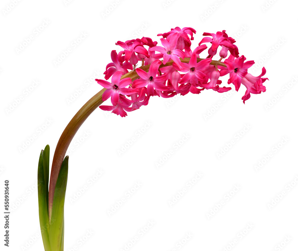 Pink hyacinth flower isolated on transparent background, PNG. Stock ...