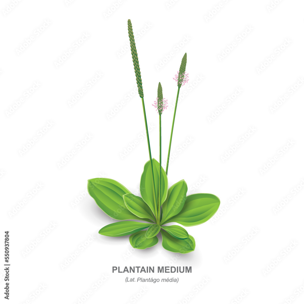 Plantain Leaf Drawing