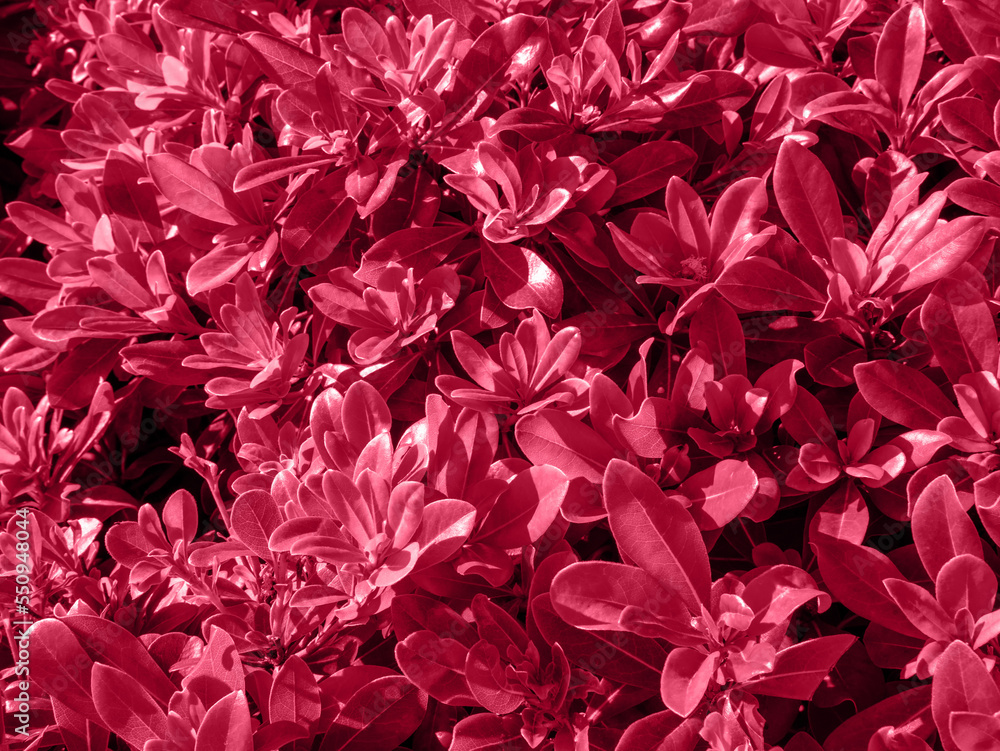 Fashionable color of 2023 is Viva Magenta. Plants painted in purple ...