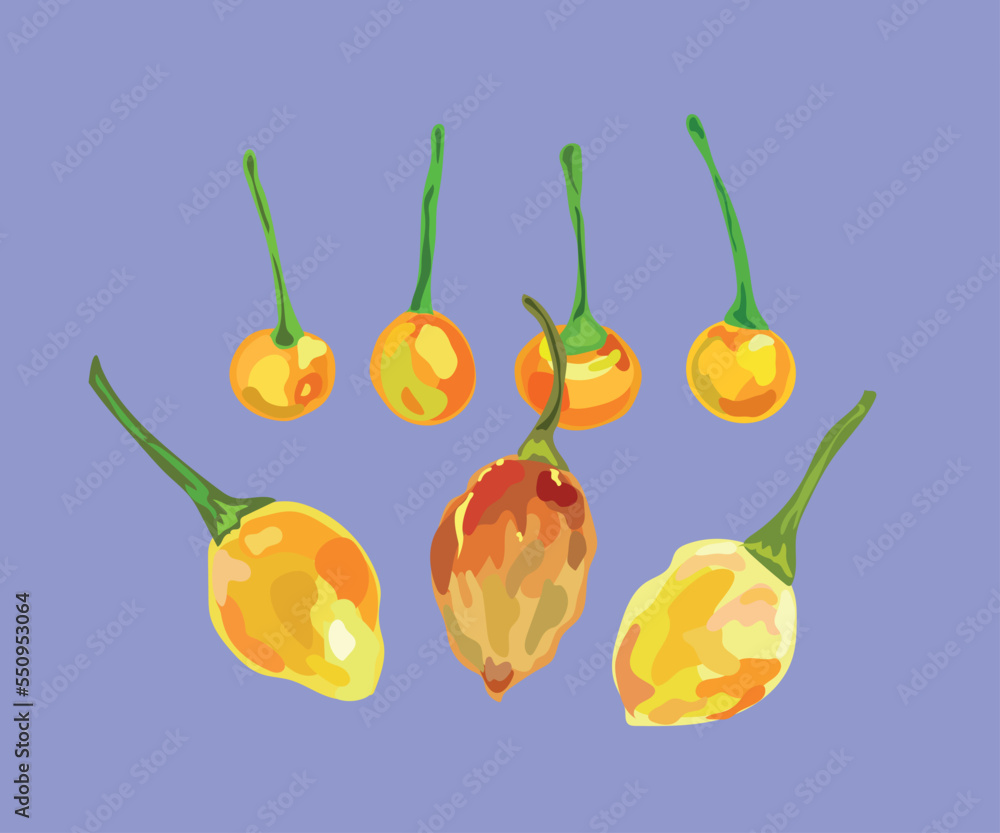 aji charapita aji arnaucho peruvian pepper vector illustration Stock ...