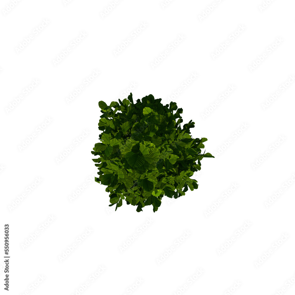Top view of Plant ( Carpinus betulus Pyramidalis Hornbeam Fastigiata 1 ...