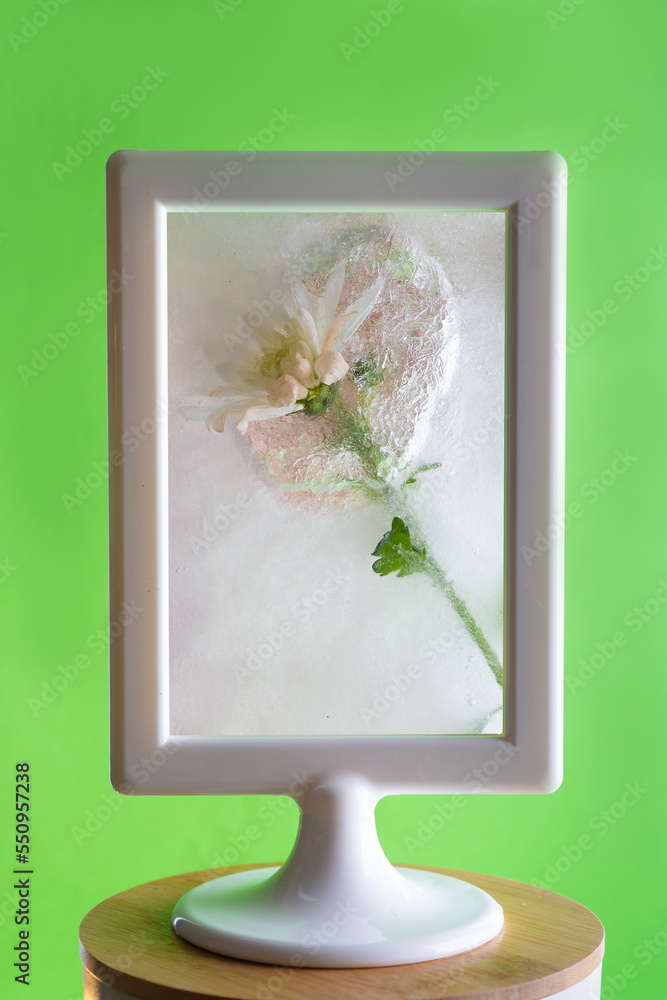 Tender white flower chrysanthemum frozen in ice placed in photo frame ...