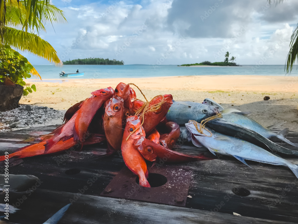 Fresh fish caught in morning on tropical island Tikehau, Polynesia ...
