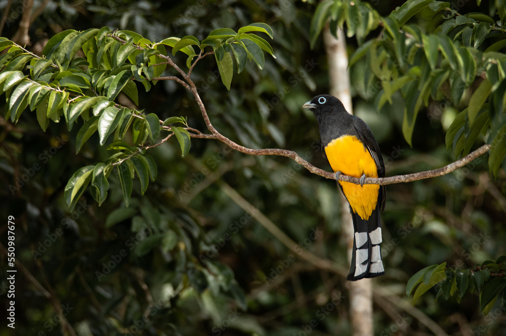 Tropical bird with yellow and black feathers perched in a tree of the ...