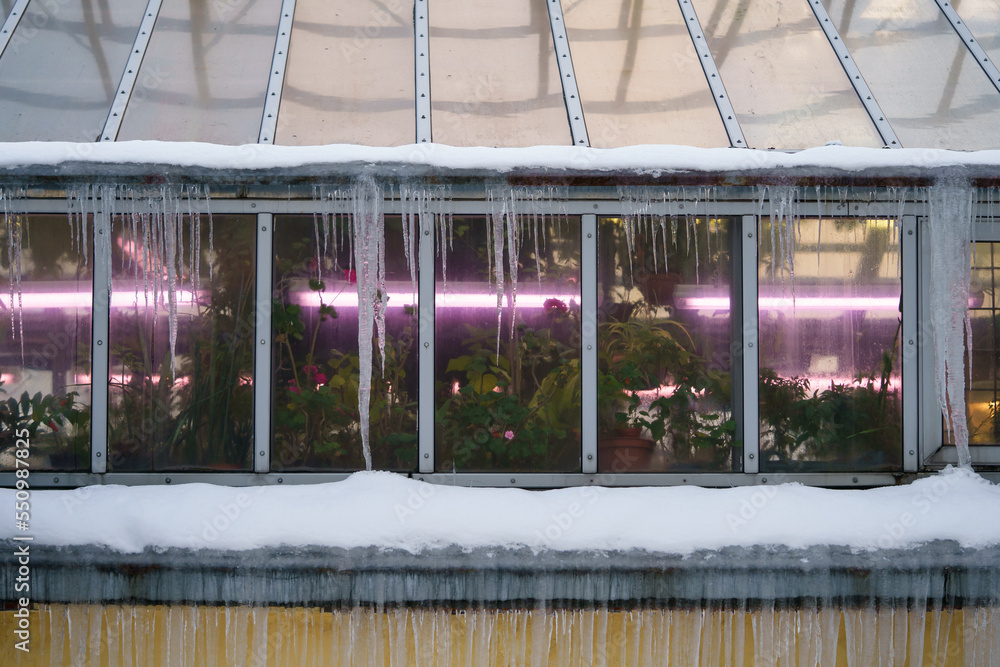 Melted snow on old greenhouse roof with hanging icicles formed during freeze and thaw cycles ...