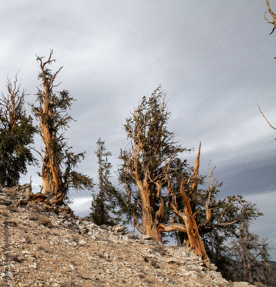 Resilient Bristlecone pine trees on rough rocky slope in the Ancient ...